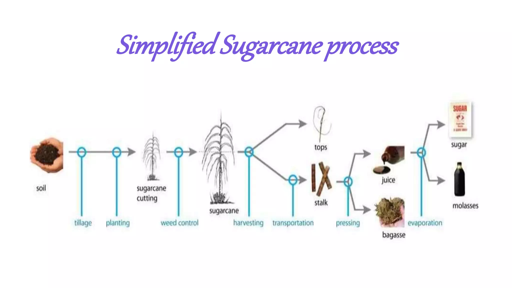 Sugar processing | PPTX