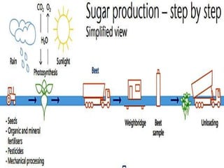 Sugar processing | PPTX