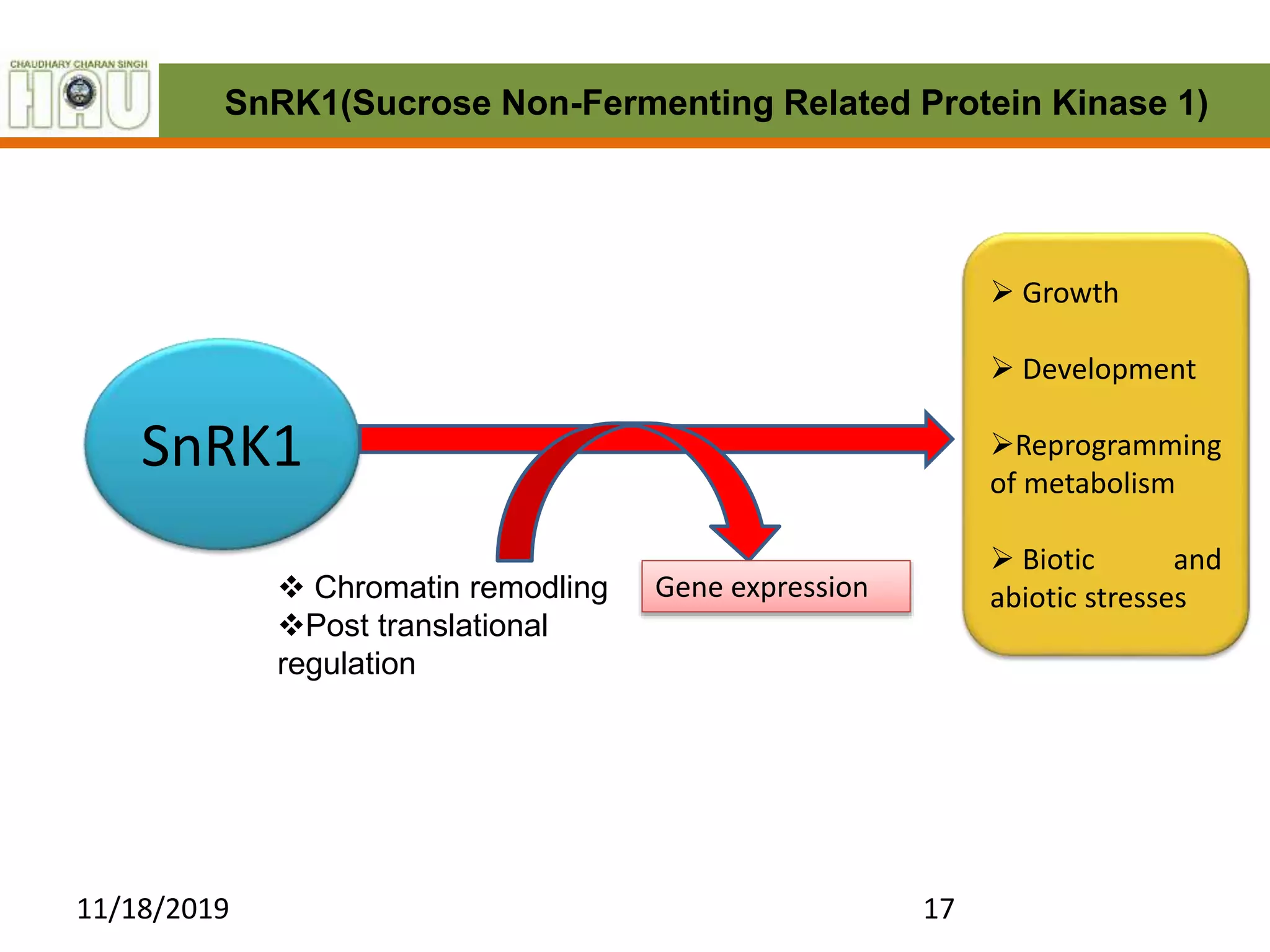 Sugar sensing and signaling in plants | PPTX
