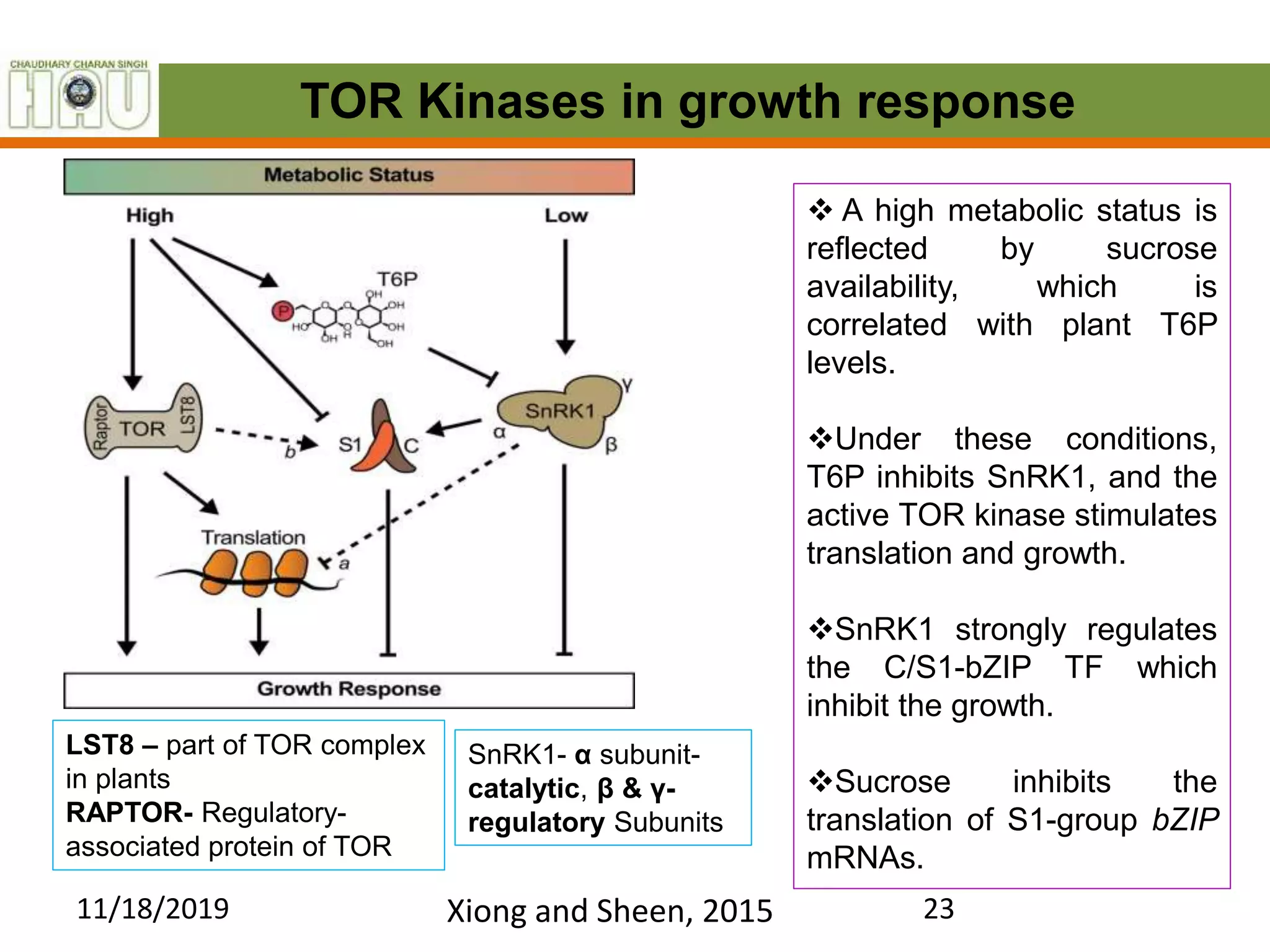Sugar sensing and signaling in plants | PPTX