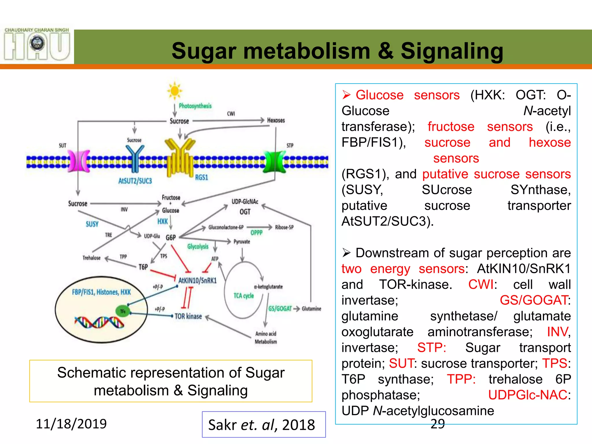 Sugar sensing and signaling in plants | PPTX