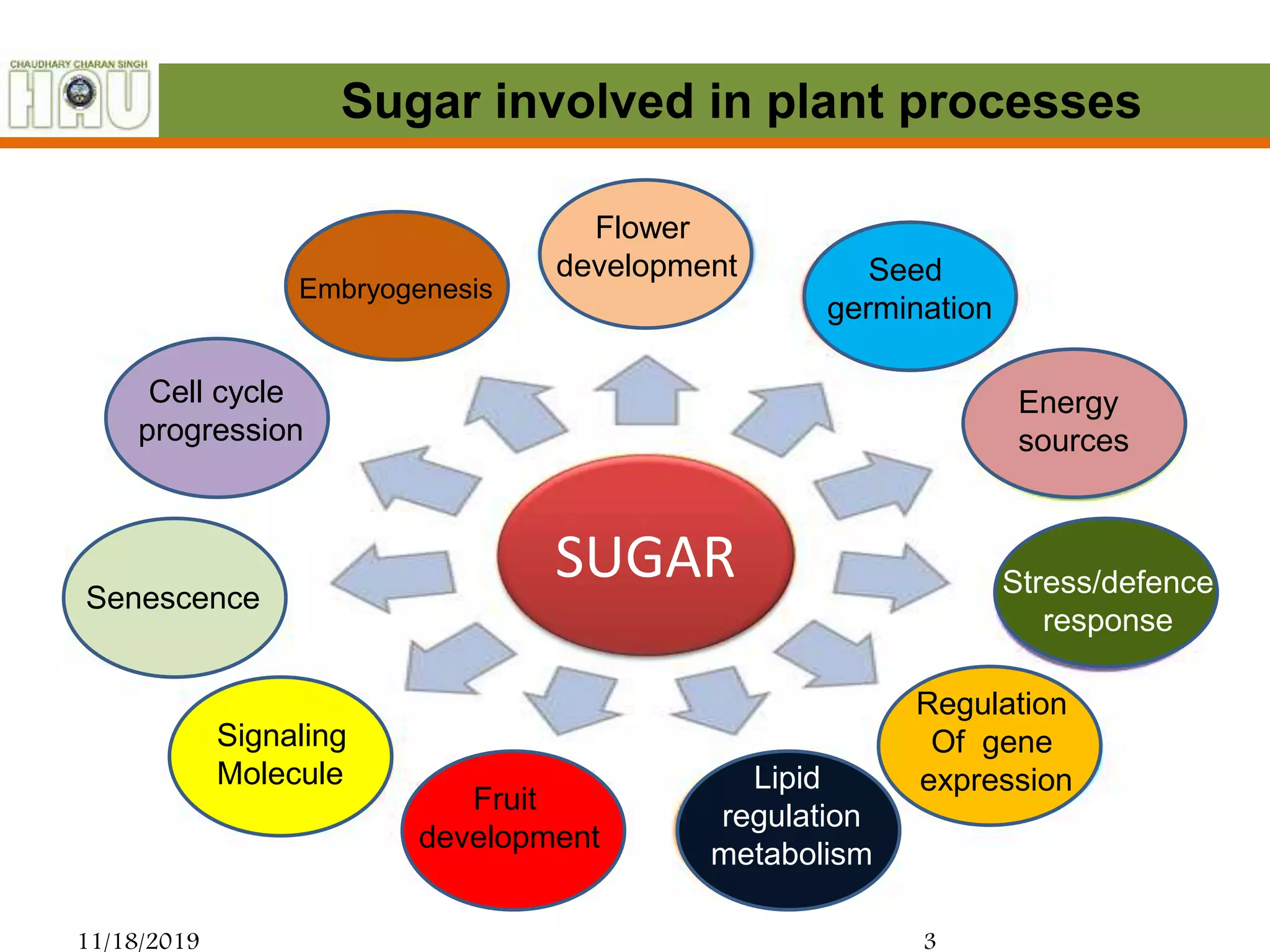 Sugar sensing and signaling in plants | PPTX
