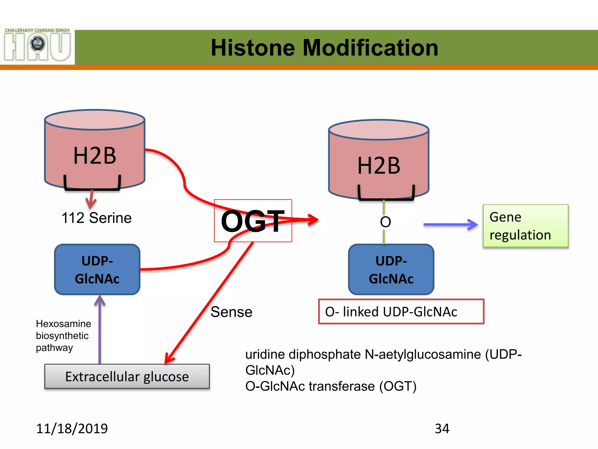 Sugar sensing and signaling in plants | PPTX