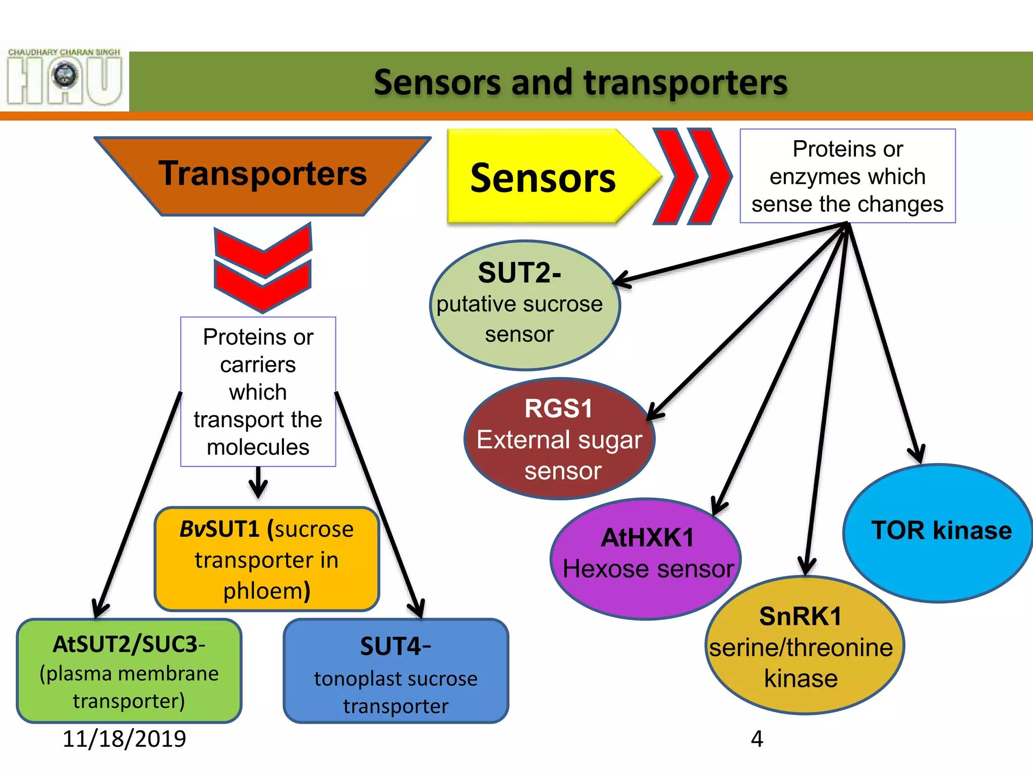 Sugar sensing and signaling in plants | PPTX