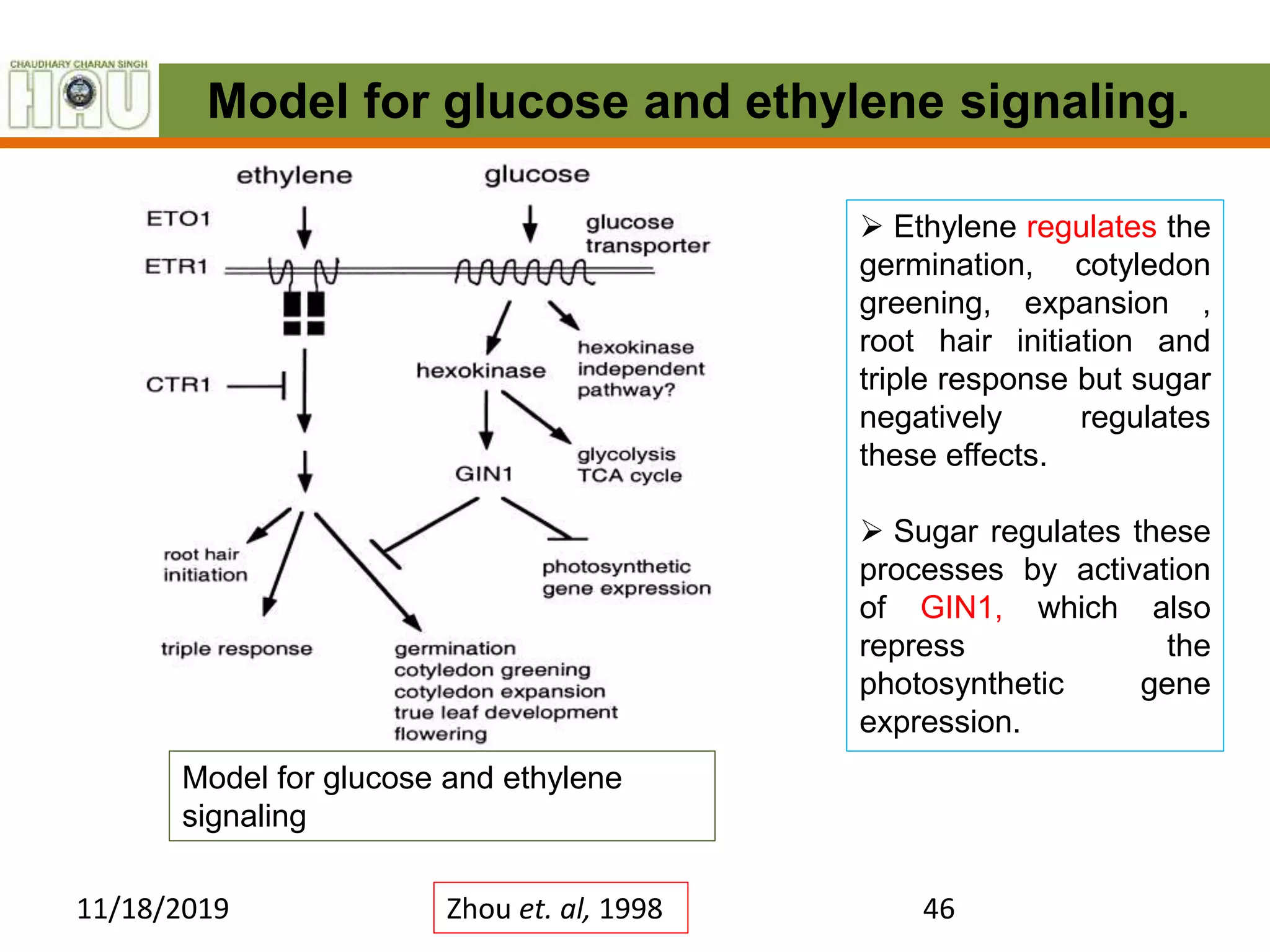 Sugar sensing and signaling in plants | PPTX | Endocrine and Metabolic Diseases | Diseases and ...