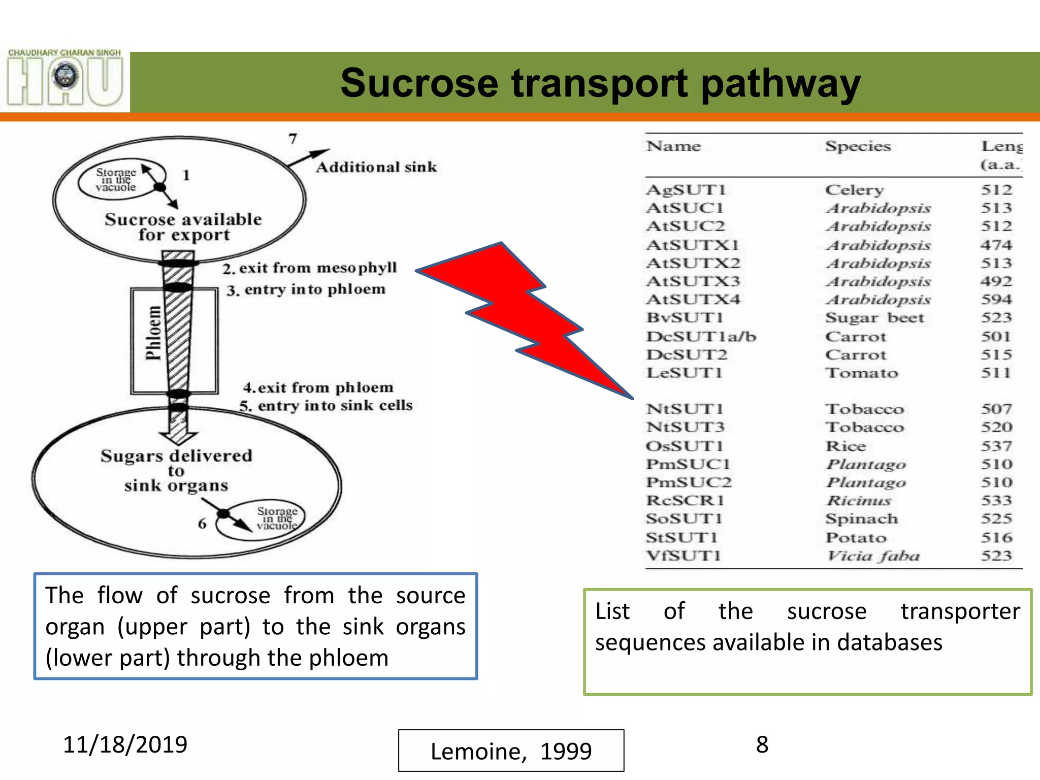 Sugar sensing and signaling in plants | PPTX