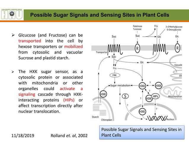 Sugar sensing and signaling in plants | PPTX | Endocrine and Metabolic Diseases | Diseases and ...