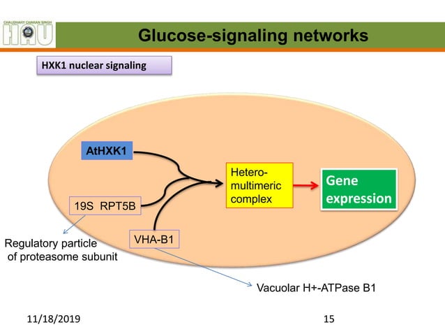 Sugar sensing and signaling in plants | PPTX | Endocrine and Metabolic Diseases | Diseases and ...