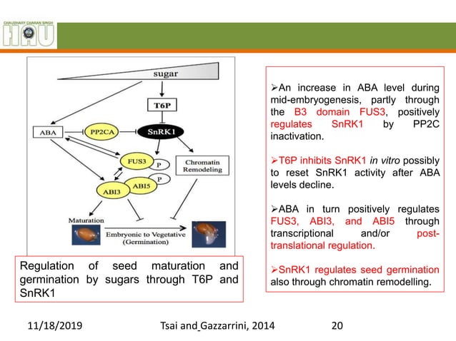 Sugar sensing and signaling in plants | PPTX | Endocrine and Metabolic Diseases | Diseases and ...