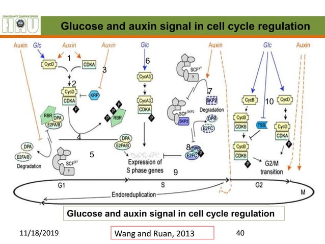 Sugar sensing and signaling in plants | PPTX | Endocrine and Metabolic Diseases | Diseases and ...