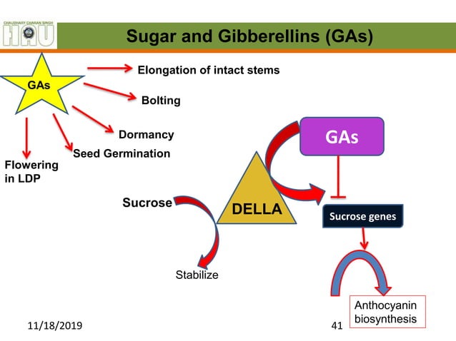 Sugar sensing and signaling in plants | PPTX | Endocrine and Metabolic Diseases | Diseases and ...