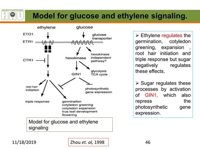 Sugar sensing and signaling in plants | PPTX | Endocrine and Metabolic ...