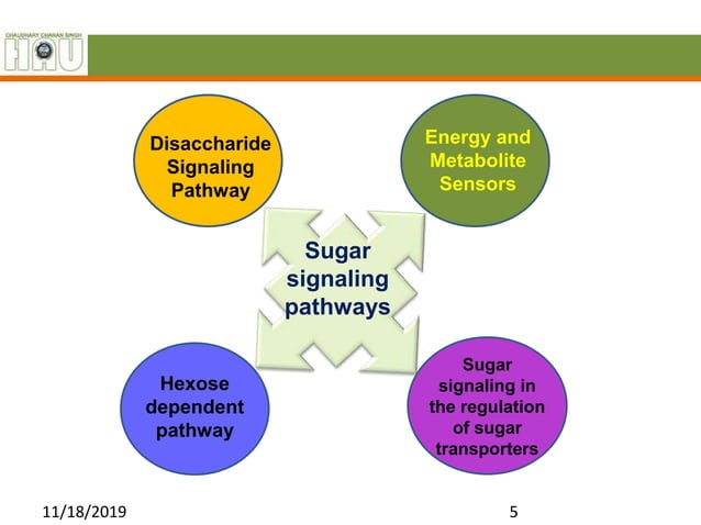 Sugar sensing and signaling in plants | PPTX | Endocrine and Metabolic Diseases | Diseases and ...