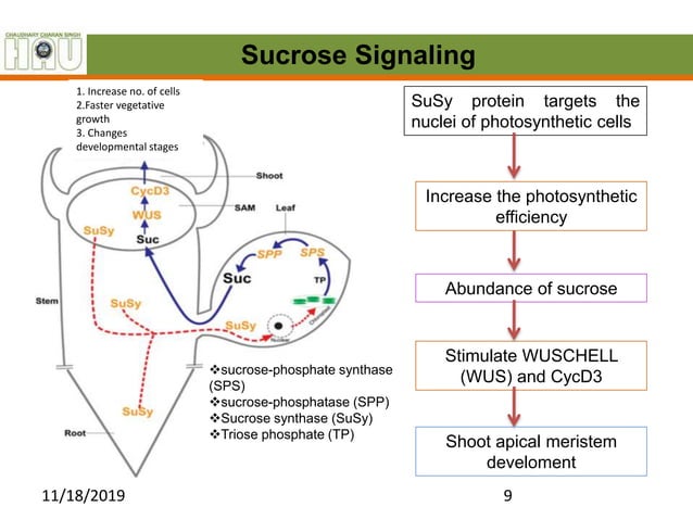 Sugar sensing and signaling in plants | PPTX | Endocrine and Metabolic Diseases | Diseases and ...