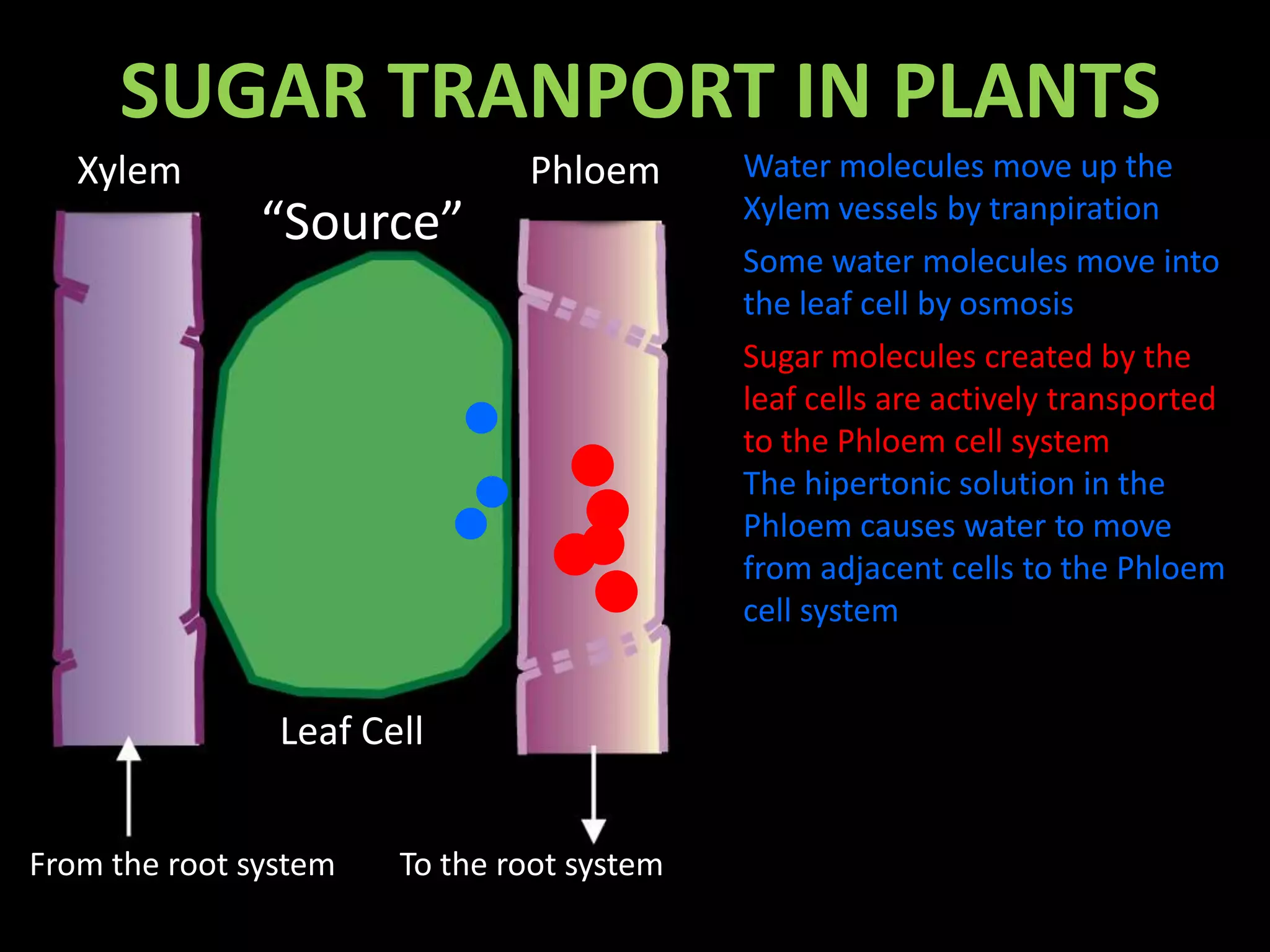 Sugar transport in plant | PPTX