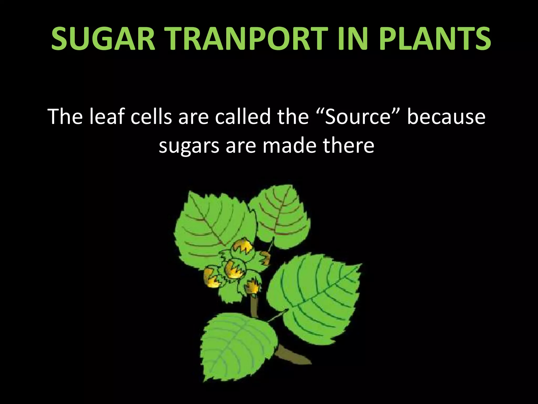 Sugar transport in plant | PPTX