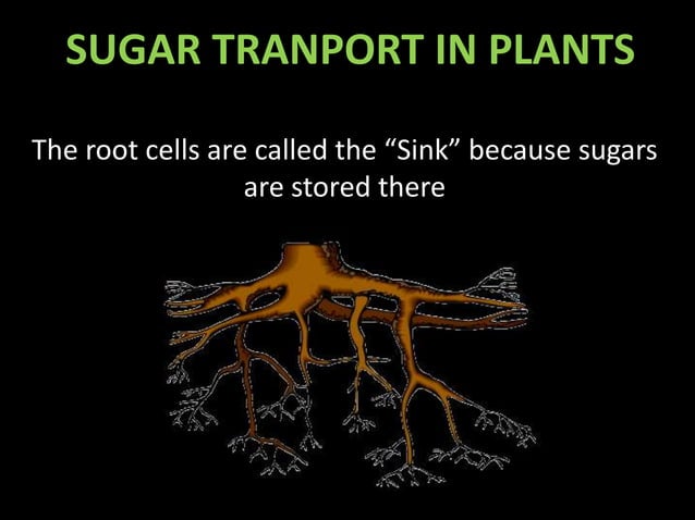Sugar transport in plant | PPT
