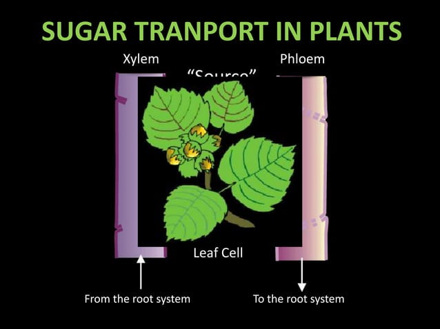 Sugar transport in plant | PPT