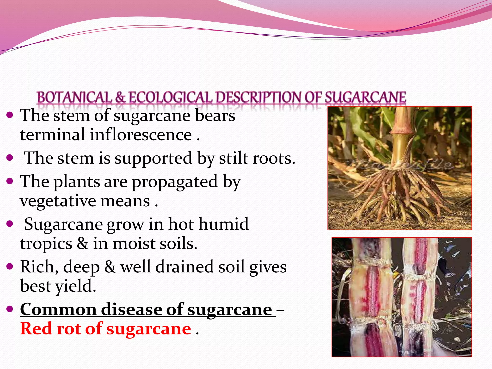 Sugar yeilding plants | PPTX