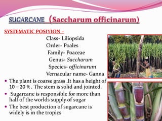 Sugar yeilding plants | PPTX