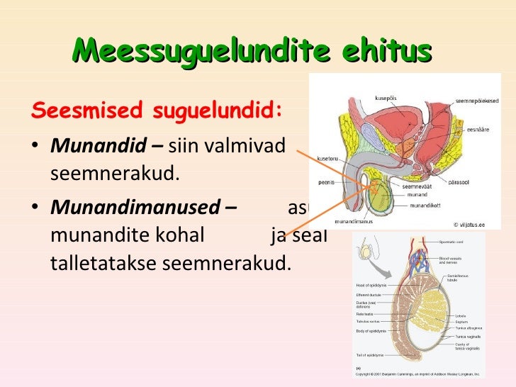 Suguelundid