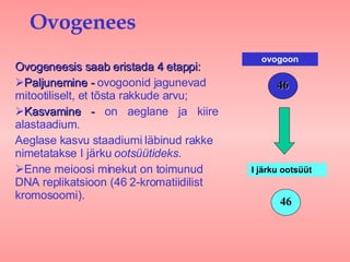 Sugurakkude Areng Ja Viljastumine | PPT