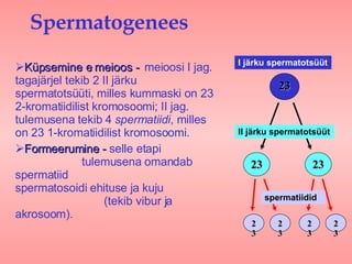 Sugurakkude Areng Ja Viljastumine | PPT