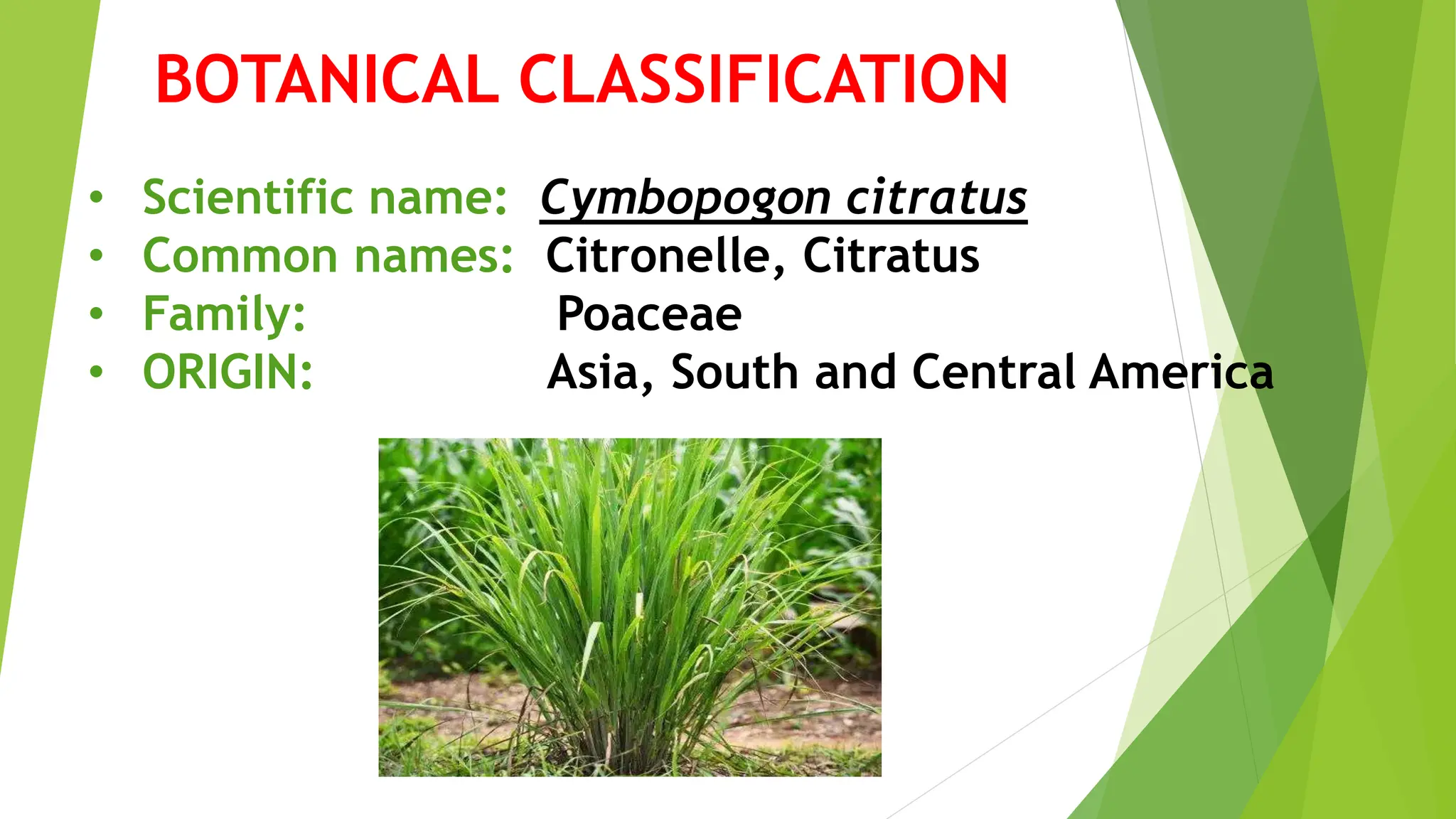 Lemon Grass (Cymbopogon citratus) .pptx