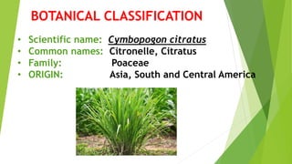 Lemon Grass (Cymbopogon citratus) .pptx