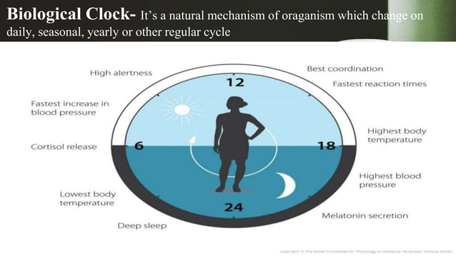 Suhas (chronopharmacology of diabetes) | PPTX | Endocrine and Metabolic ...