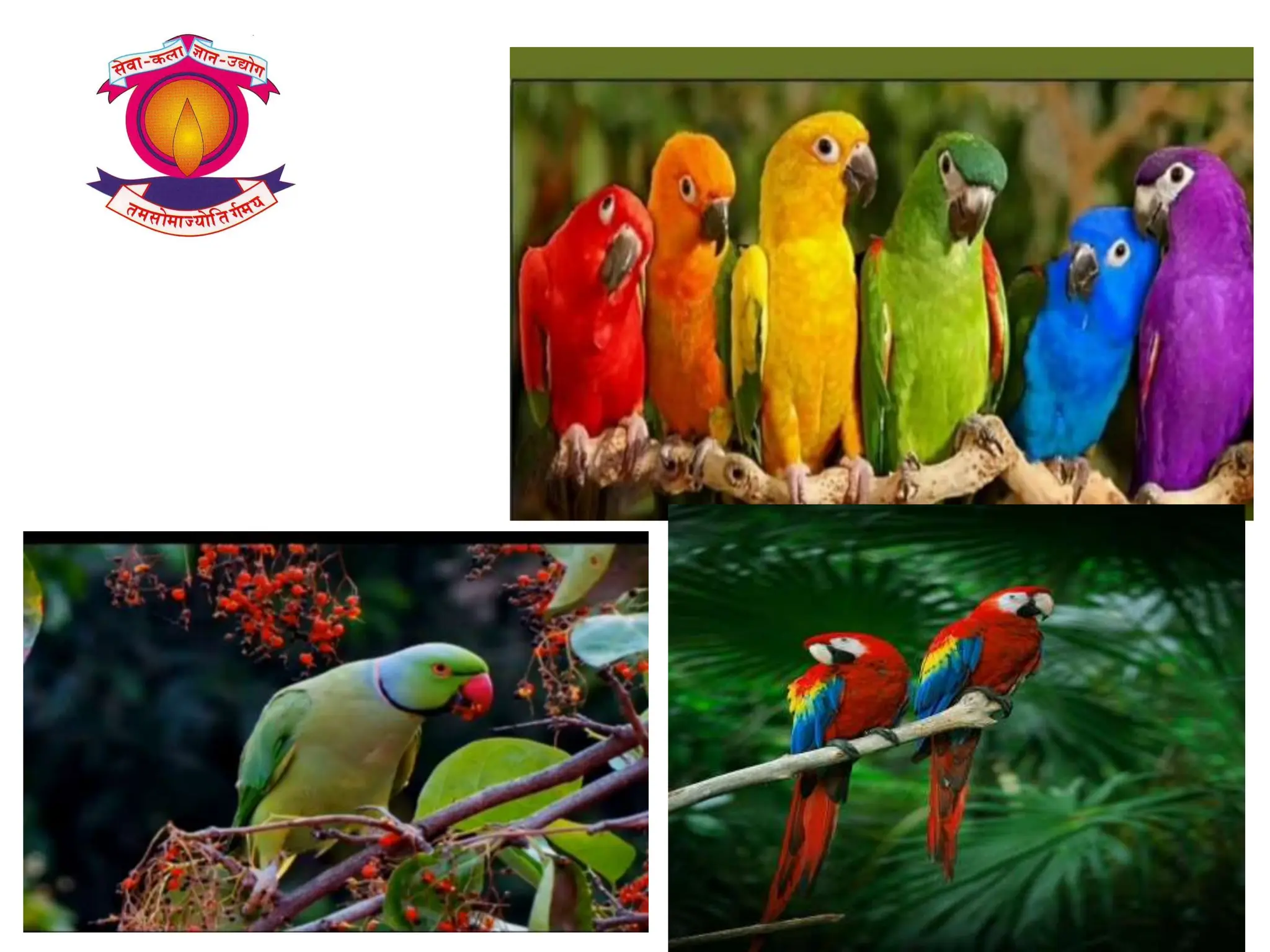 Sujata Tr Std I Eng poem our forest friends.pptx