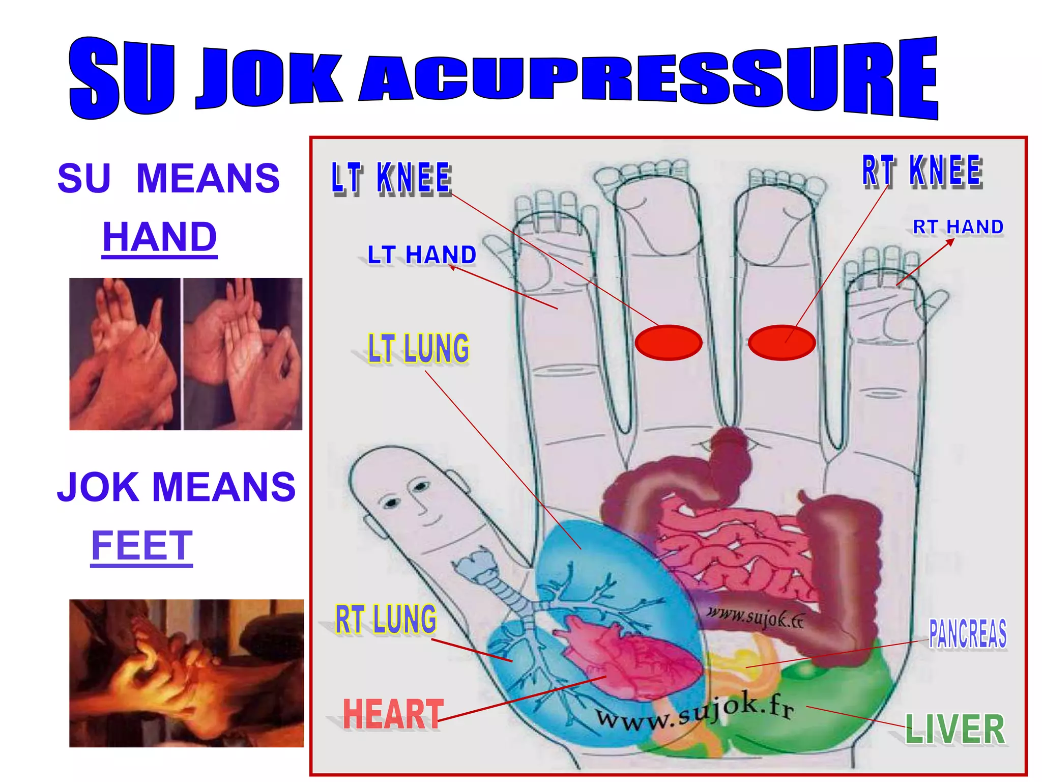 Sujok Acupressure Knee, Back,Cervical,Joint Pain & Heaviness in The ...