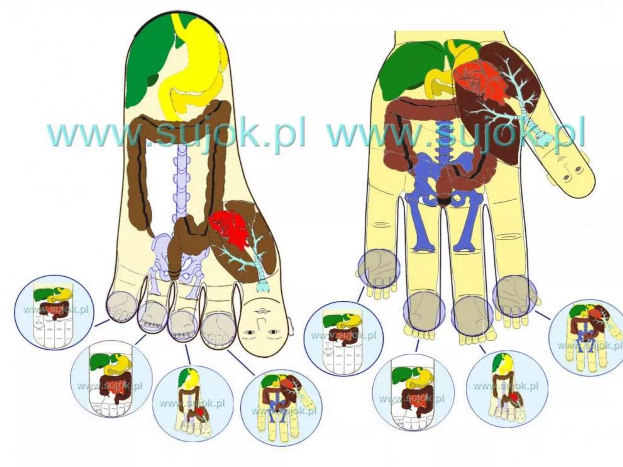 Sujok ppt nov 2013 (1) | PPTX