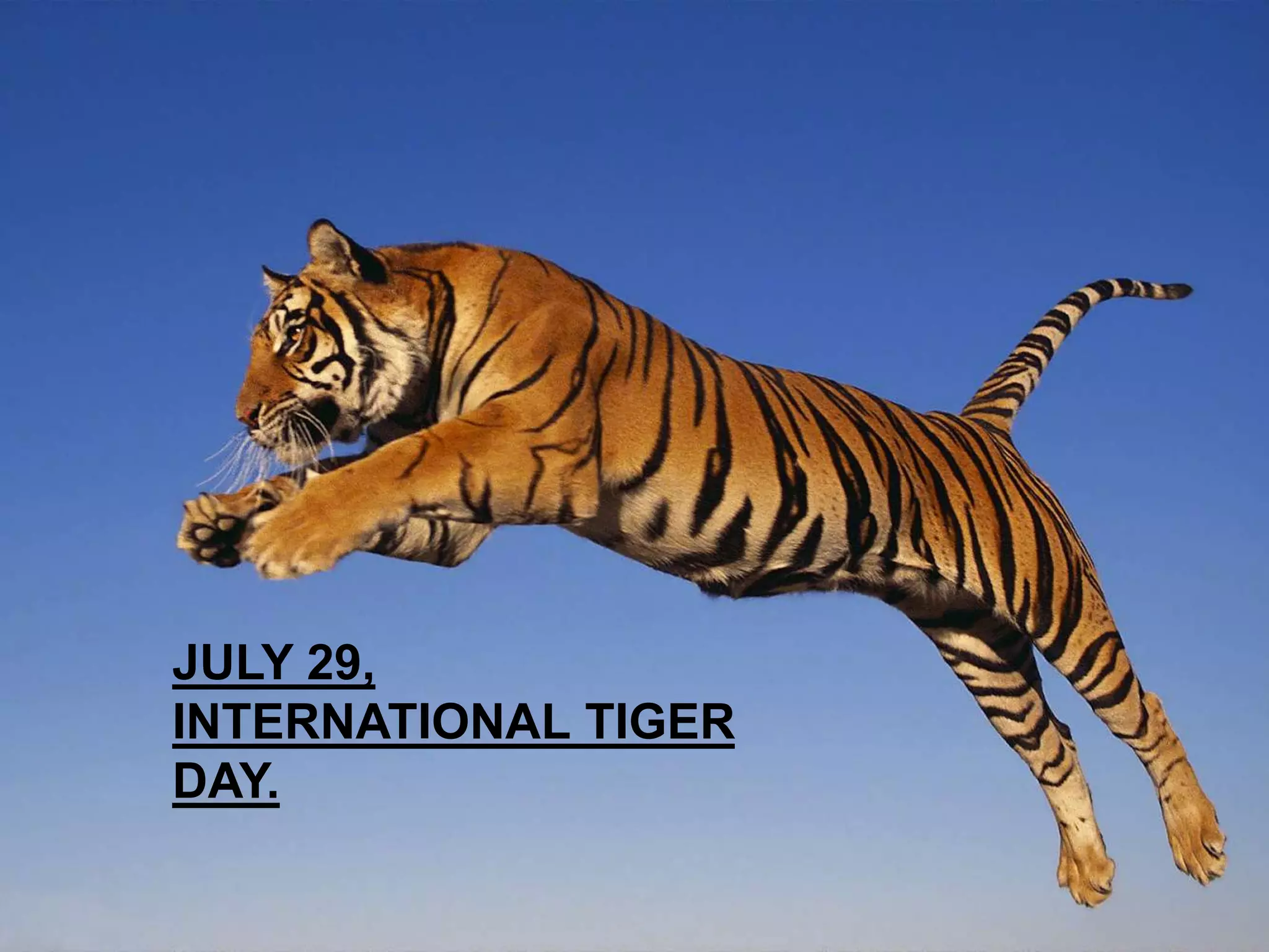 PROJECT TIGER ppt. | PPTX