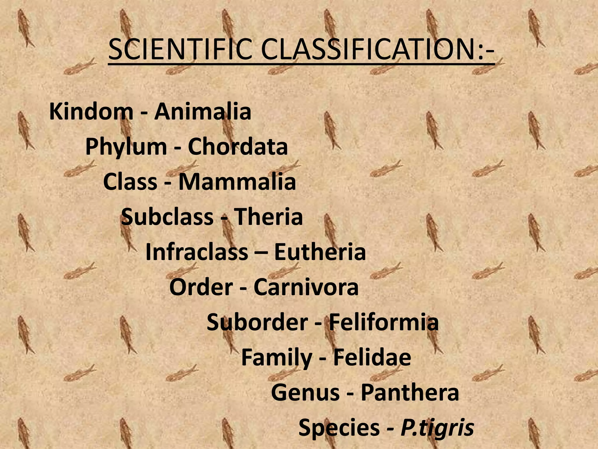 PROJECT TIGER ppt. | PPTX