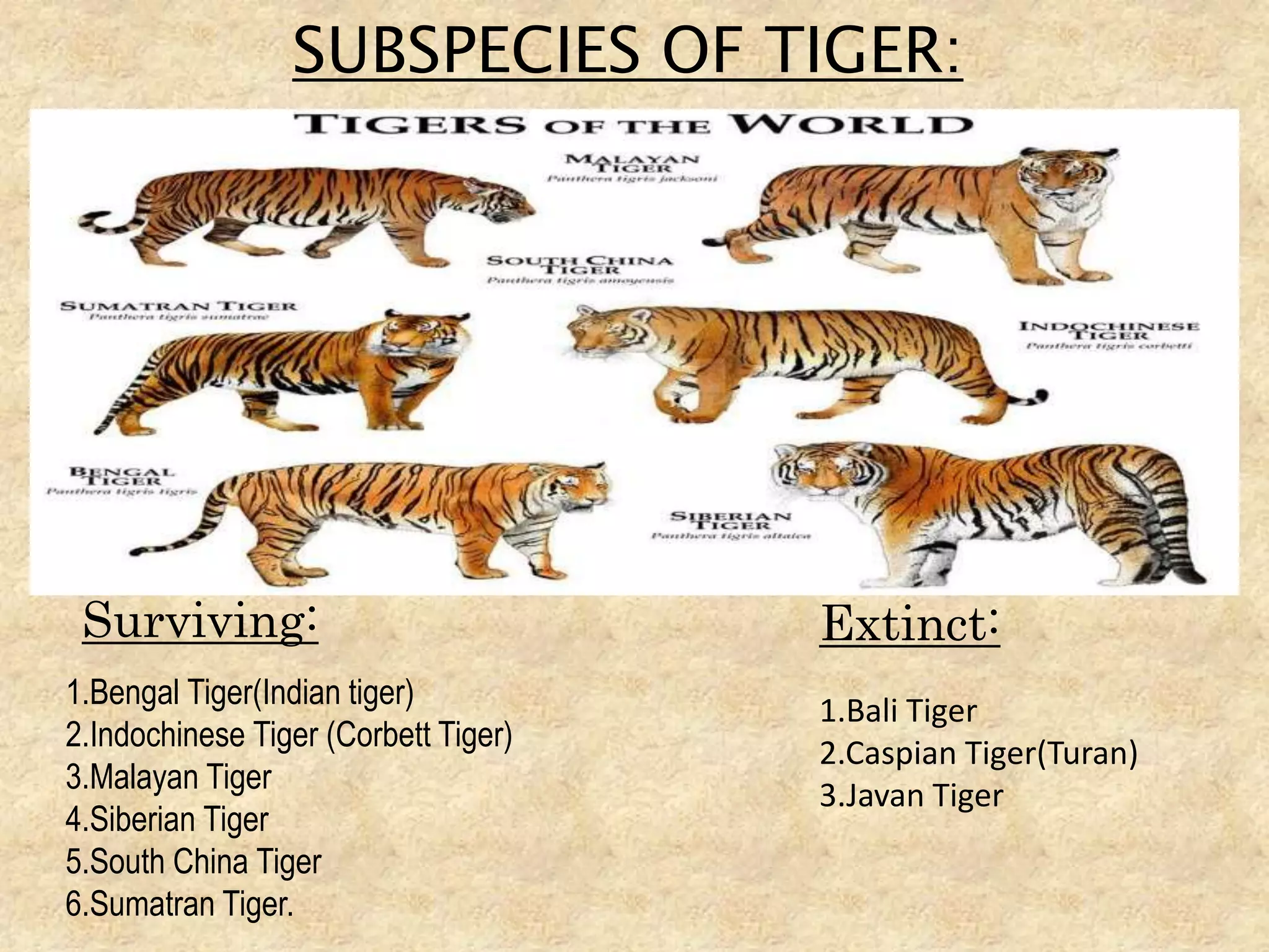 PROJECT TIGER ppt. | PPTX