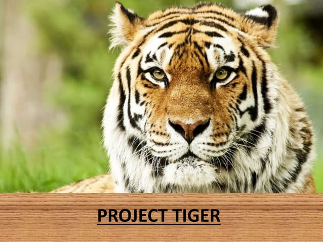 PROJECT TIGER ppt. | PPTX | Large Animals | Pets