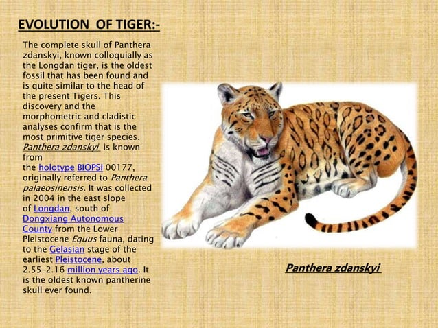 PROJECT TIGER ppt. | PPTX | Large Animals | Pets