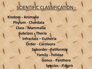 PROJECT TIGER ppt. | PPTX