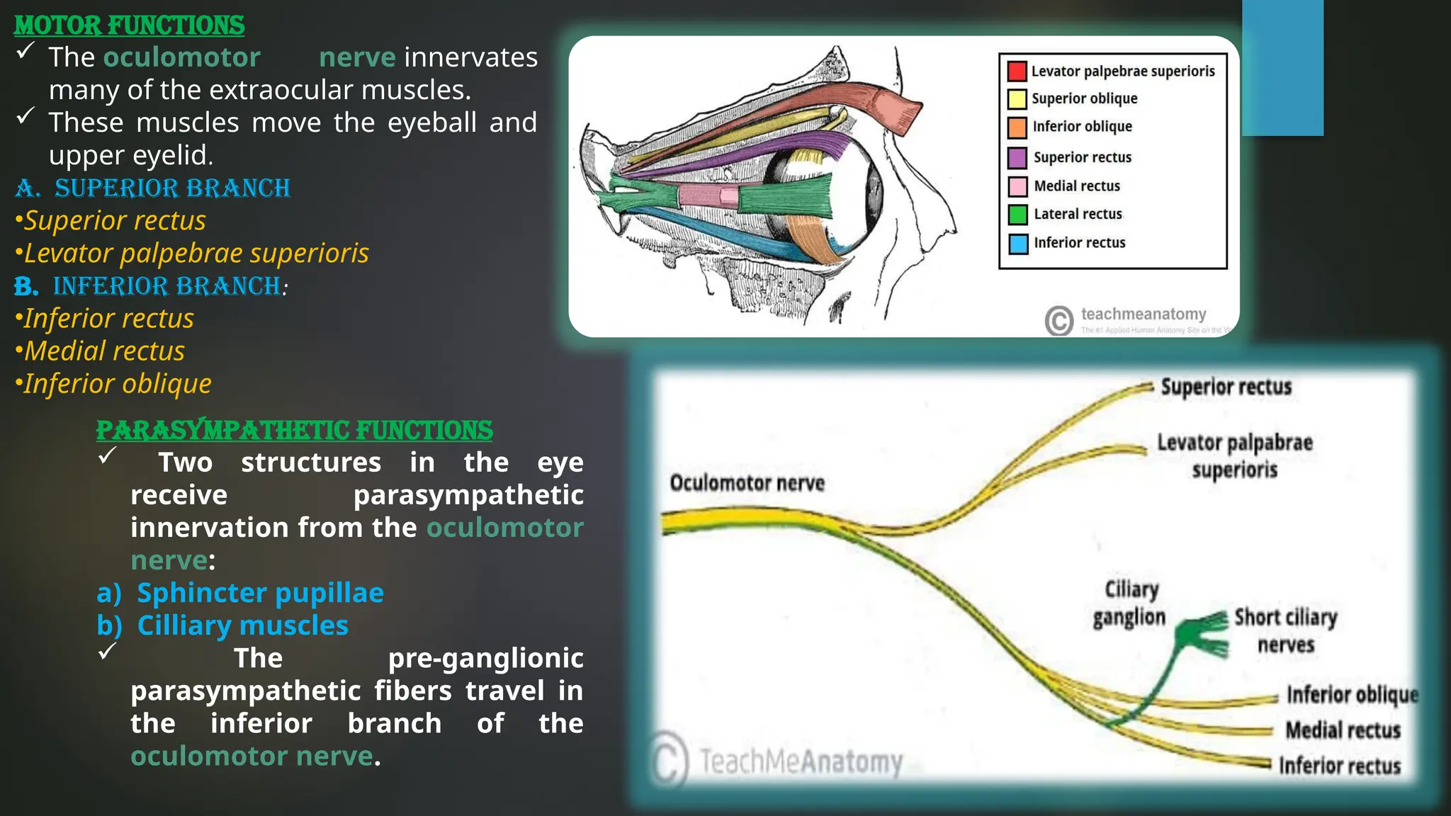NERVES OF ORBIT AND CLINICAL ANATOMY (ANATOMY) BDS STUDENT | PPTX