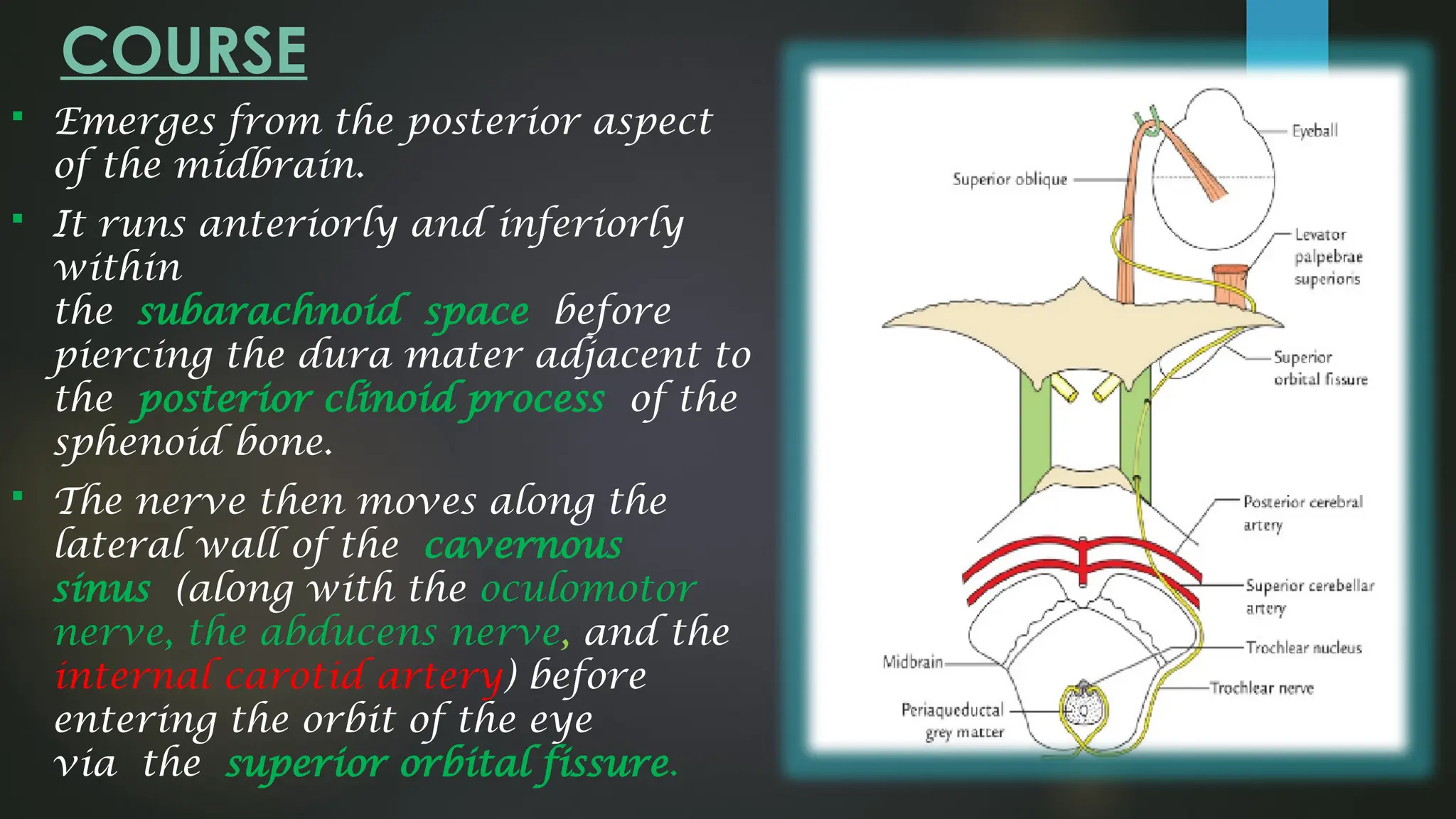 NERVES OF ORBIT AND CLINICAL ANATOMY (ANATOMY) BDS STUDENT | PPTX