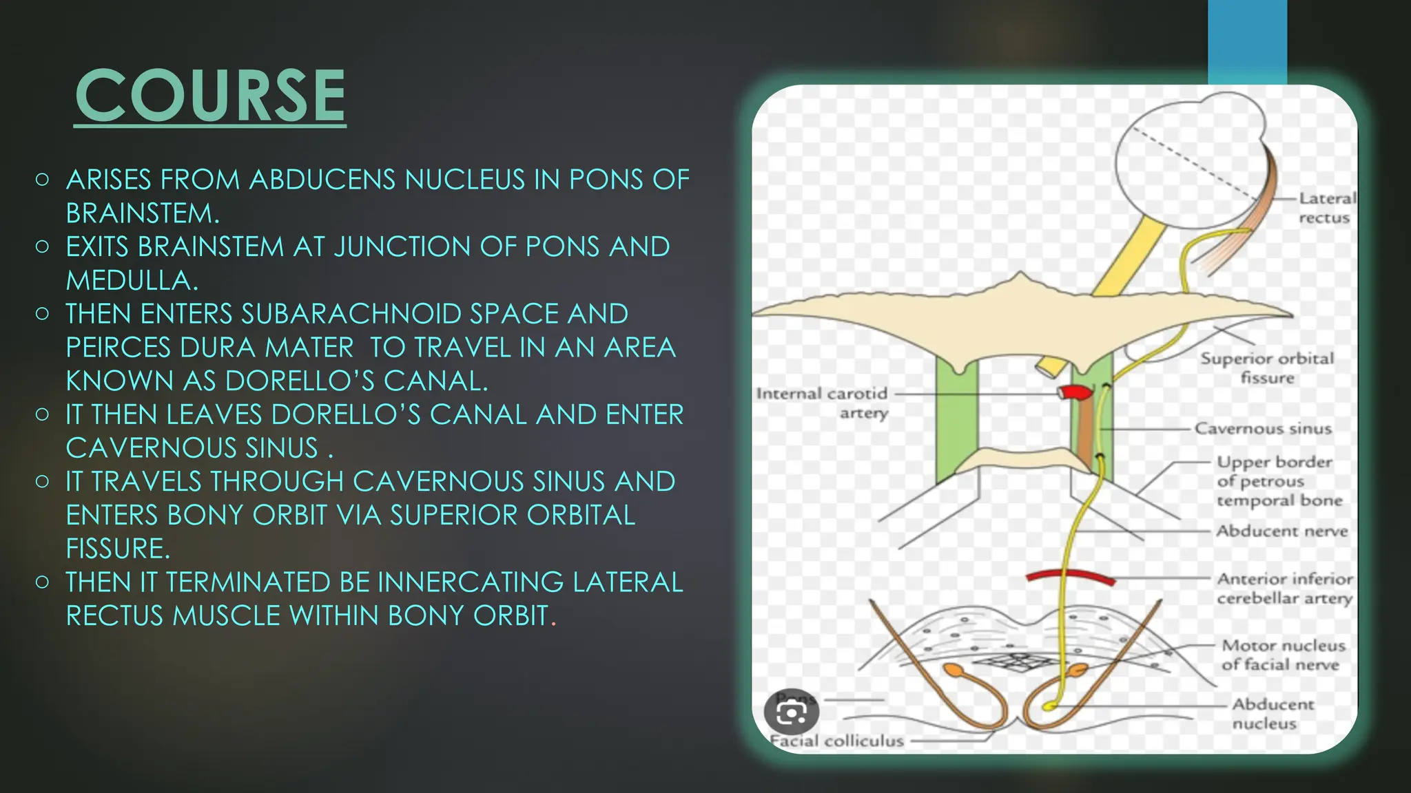 NERVES OF ORBIT AND CLINICAL ANATOMY (ANATOMY) BDS STUDENT | PPTX