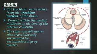 NERVES OF ORBIT AND CLINICAL ANATOMY (ANATOMY) BDS STUDENT | PPTX
