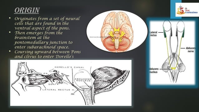 NERVES OF ORBIT AND CLINICAL ANATOMY (ANATOMY) BDS STUDENT | PPTX