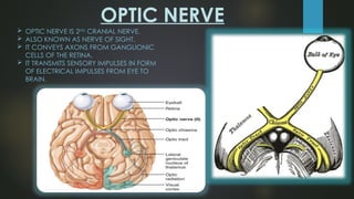 NERVES OF ORBIT AND CLINICAL ANATOMY (ANATOMY) BDS STUDENT | PPTX