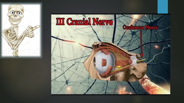 NERVES OF ORBIT AND CLINICAL ANATOMY (ANATOMY) BDS STUDENT | PPTX