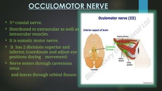 NERVES OF ORBIT AND CLINICAL ANATOMY (ANATOMY) BDS STUDENT | PPTX