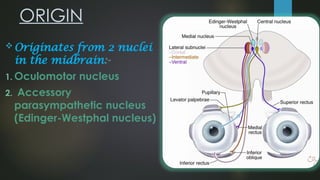 NERVES OF ORBIT AND CLINICAL ANATOMY (ANATOMY) BDS STUDENT | PPTX