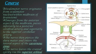 NERVES OF ORBIT AND CLINICAL ANATOMY (ANATOMY) BDS STUDENT | PPTX