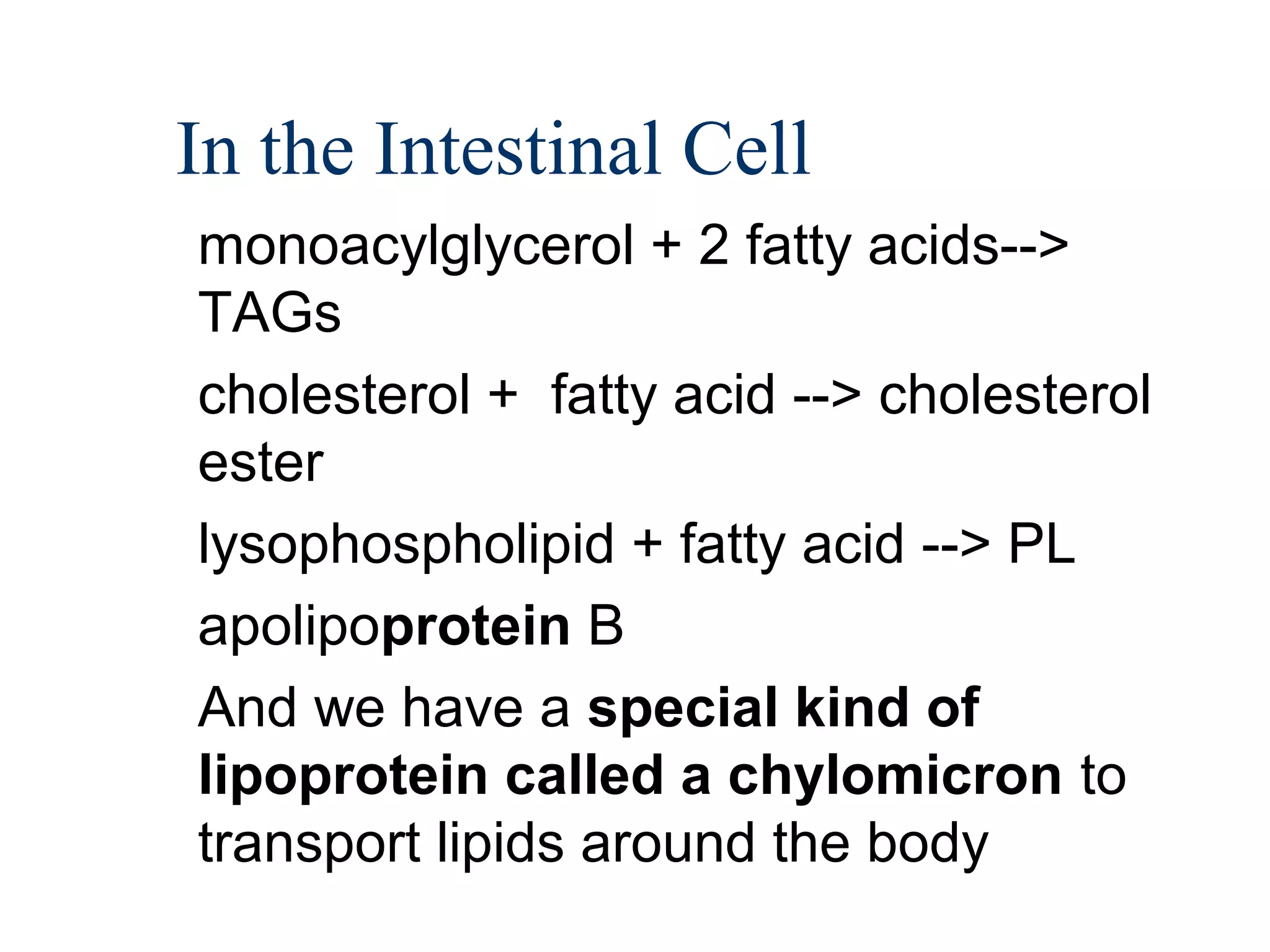 Sukalski lipids11complete with metabolism much detail | PPT